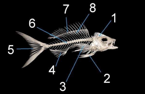 Anatomija - Alfa in Betta